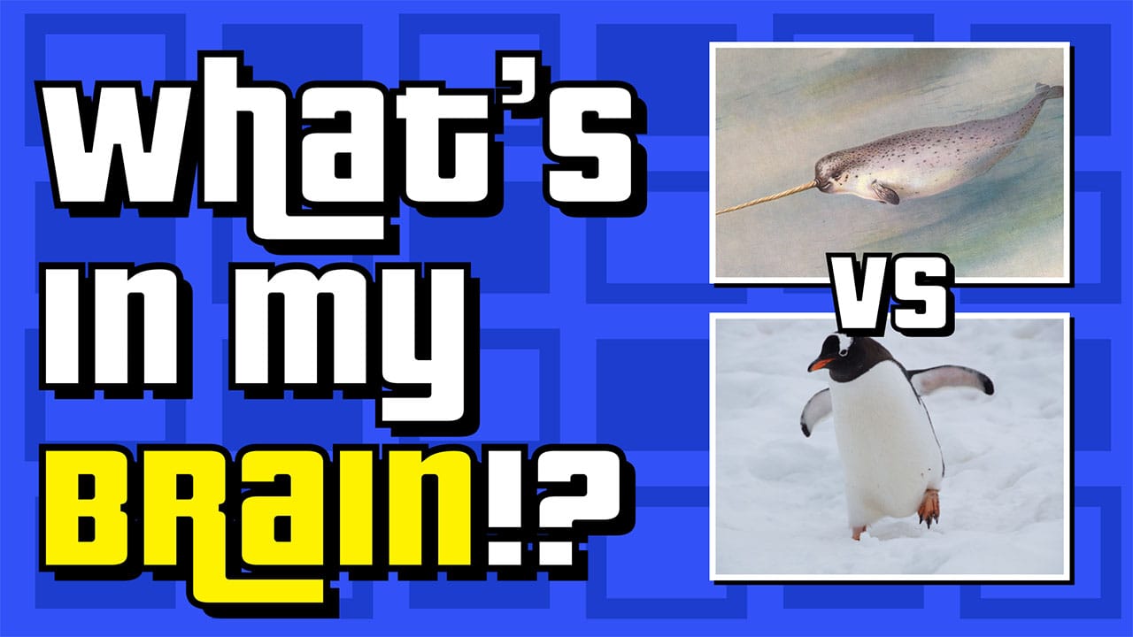 What’s In My Brain: Narwhal vs Penguin ＊ Byrdseed.TV