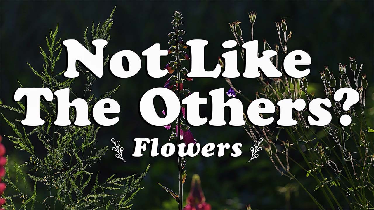 Not Like The Others: Flowers ＊ Byrdseed.TV