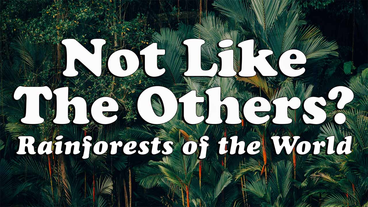 Not Like The Others: Rainforests ＊ Byrdseed.TV