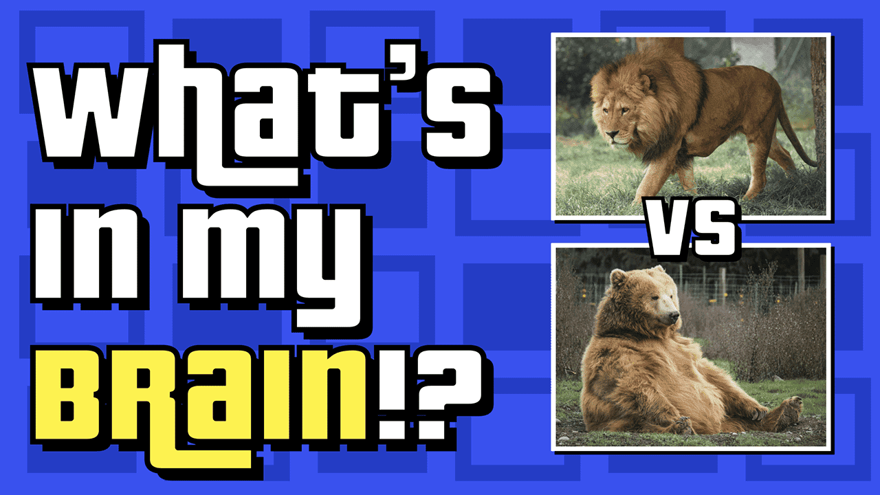 What’s In My Brain: Lion vs Bear ＊ Byrdseed.TV